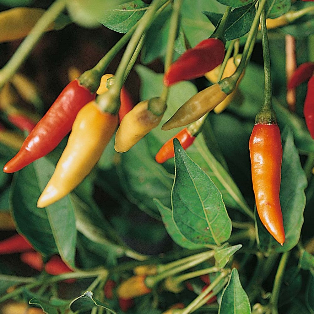 Tabasco Pepper Powder, Dried n Ground Seasoning - A Versatile Spicy Se ...